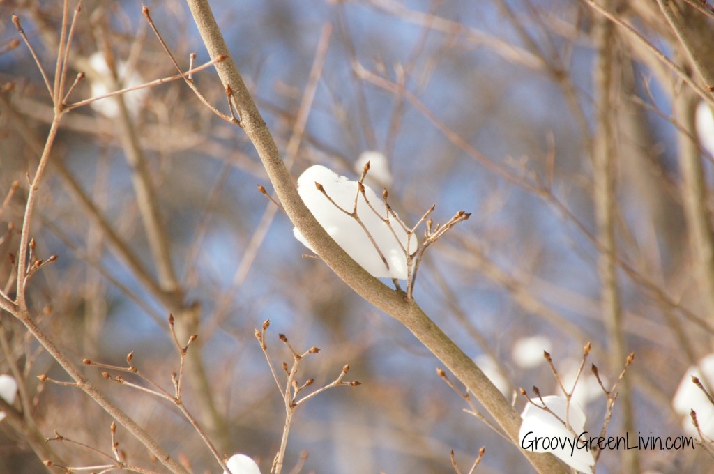 Buried in Snow: Nemo Found Us-Groovy Green Livin