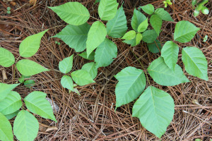 How to Recognize Poison Ivy - Groovy Green Living